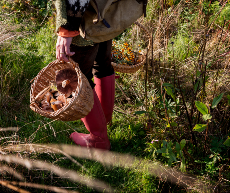 Guide to Foraging in Cornwall | The Valley