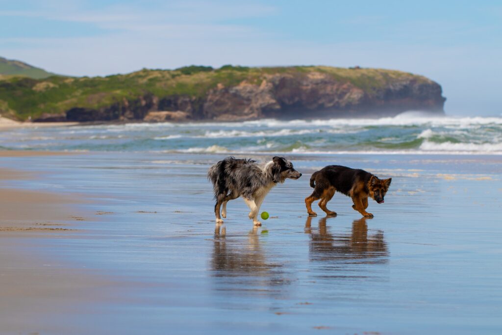 Dog-Friendly Beaches in Cornwall to Visit This Summer | The Valley